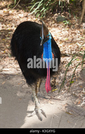 Southern Cassowary (Casuarius casuarius Stock Photo - Alamy