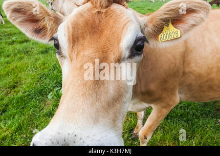 Jersey Cow Channel Islands Stock Photo - Alamy