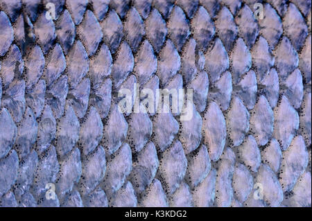 Extreme close up of fish scales Stock Photo - Alamy