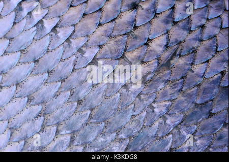 Extreme close up of fish scales Stock Photo - Alamy