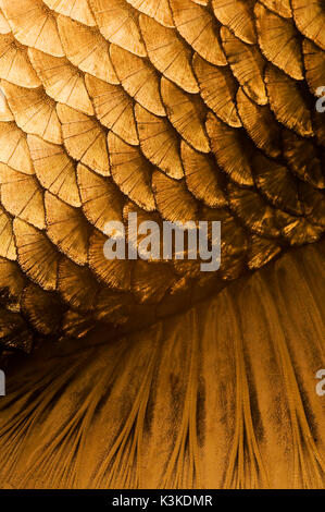 Extreme close up of fish scales Stock Photo - Alamy