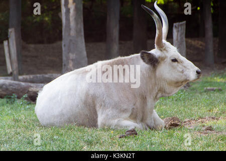 Podolian cattle grazing in a pasture in Vojvodina, Serbia, within the ...