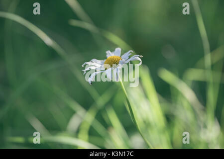 Lonely daisy in a meadow Stock Photo - Alamy