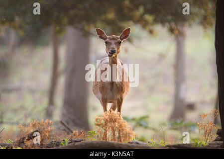 Tuscan, Italy. Roe Deer Stock Photo - Alamy