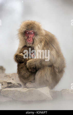 Snow monkeys of Jogokudani valley, Nakano, Nagano prefecture, Japan ...