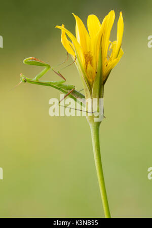 Italy, Lombardy, Praying Mantis on Hand Stock Photo - Alamy