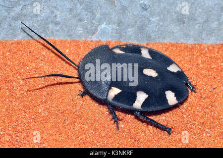 Indian Domino cockroach or Seven-spotted cockroach therea petiveriana ...