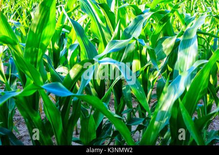 Tall green leaves of young corn in the garden, corn ripening in summer ...