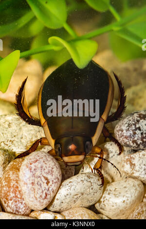 Large diving beetle Stock Photo - Alamy