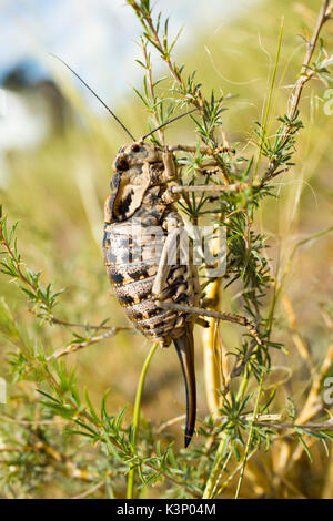 Painted grasshopper or horse lubber grasshoppers, are found in the ...