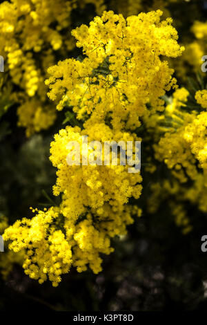 Detail of Mimosa flower Stock Photo - Alamy