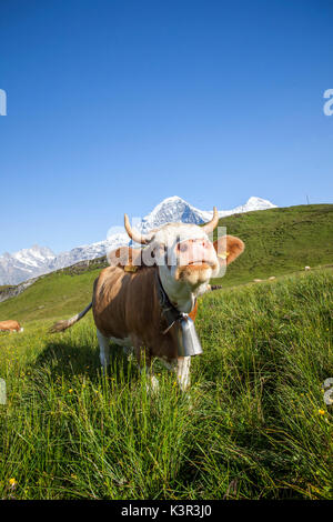 Cow, mountain, mountains, canton, Bern, Bernese, Alps, Bernese Oberland ...