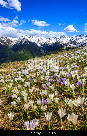 Europe, Italy, Lombardy, Valtellina, views of the city of Sondrio Stock ...