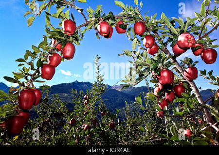 Red apples on tree, Lombardy, Italy Stock Photo - Alamy