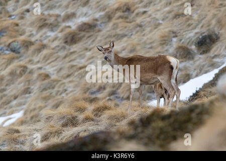 Lombardy, Italy. Red deer Stock Photo - Alamy