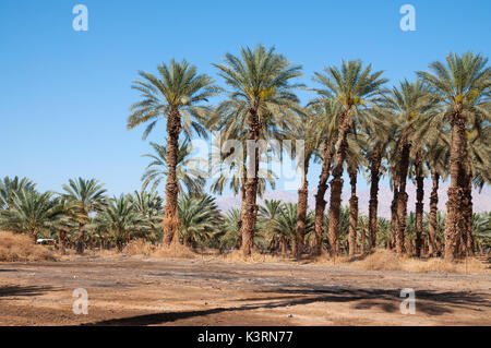 Jordan valley with date tree, Galilee, Israel Stock Photo - Alamy