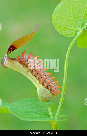 Caterpillar butterfly polyxena (Zerynthia polyxena Stock Photo - Alamy