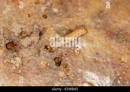 Larvae of the Central American potato tuberworm (Guatemalan potato moth ...