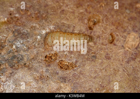 Larvae of the Central American potato tuberworm (Guatemalan potato moth ...