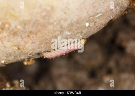 Larvae of the Central American potato tuberworm (Guatemalan potato moth ...