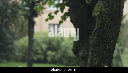 linden tree under rain closeup Stock Photo - Alamy
