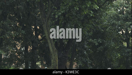 linden tree under summer rain Stock Photo - Alamy