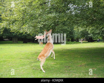 Deer standing on their hind legs to reach a tree in Phoenix Zoo ...