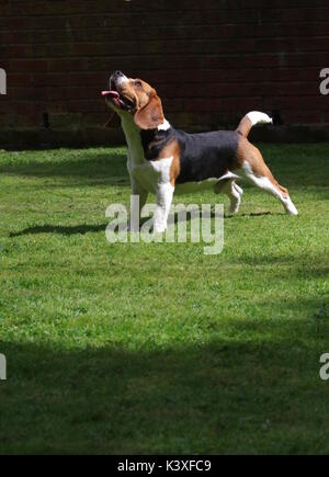 Beagle in garden Stock Photo - Alamy
