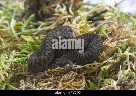 Juvenile Adder, Vipera berus, on the Malvern Hills, Worcestershire ...