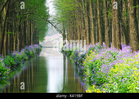 Water Cedar tree forest in spring in Xinghua,JiangSu,China Stock Photo ...