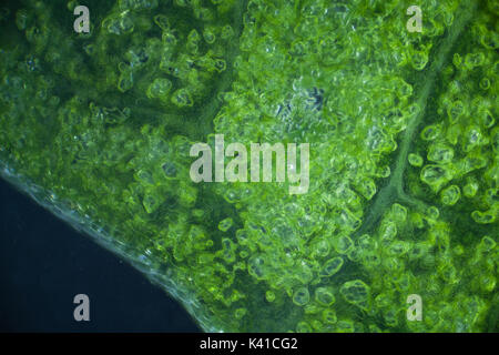 Lettuce cells under microscope, magnification x 400 Stock Photo - Alamy
