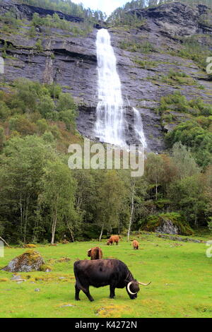 A brown and white cow with horns and yellow ear tags stands in a grassy ...