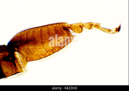 Honey Bee First Leg, Microscope View Stock Photo - Alamy