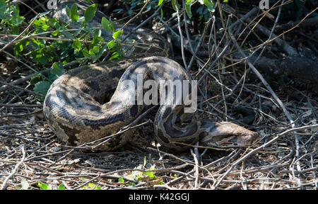 Indian Python (Python molurus), Keoladeo Ghana national park, Rajasthan ...