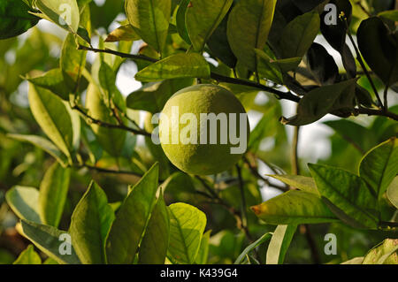 Pomelo, fruit on tree, Rajasthan, Indien / (Citrus maxima) | Pampelmuse ...