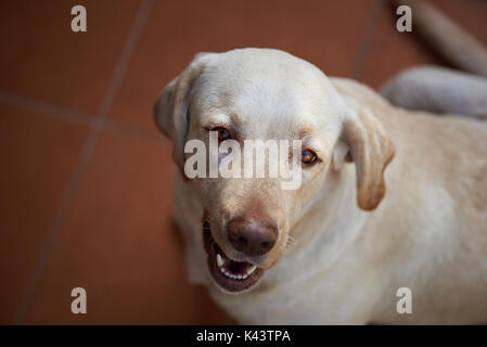 cute light-brown labrador retriever puppy Stock Photo - Alamy