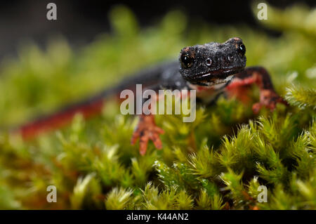 Specimen of salamander, Spectacled salamander, eyes detail. There is a typical livrea for this ...