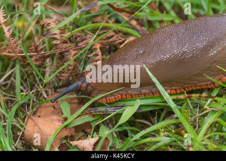 Close-up of large brown-coloured slug with orange foot-fringe (Arion ...