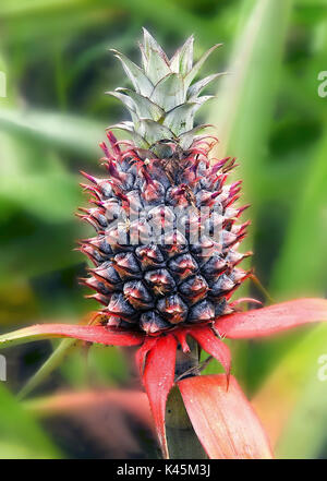 Ananas comosus, Pineapple, Ananas, seed, close up, seed size 4 mm Stock ...