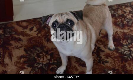 Pug angry dog barking growls pet Stock Photo - Alamy