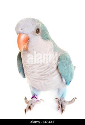 Monk parakeet in front of white background Stock Photo - Alamy