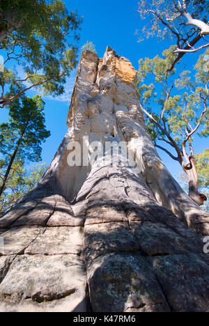 Aboriginal rock art, Carnarvon National Park, Queensland, Australia ...