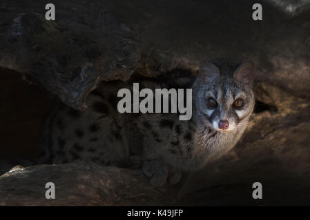 Common Genet Genetta genetta Spanish Pyrenees Stock Photo - Alamy