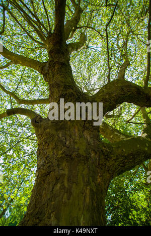 Hoya On The River Weser Stock Photo - Alamy