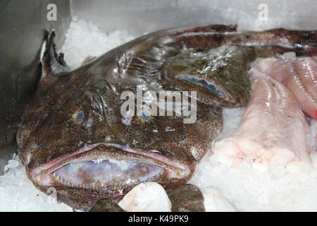 Monkfish or Angler fish (Lophius piscatorius) swim in the night Stock ...