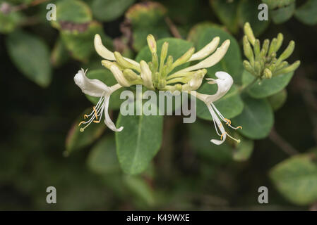 Honeysuckle flowers (Lonicera sp Stock Photo - Alamy