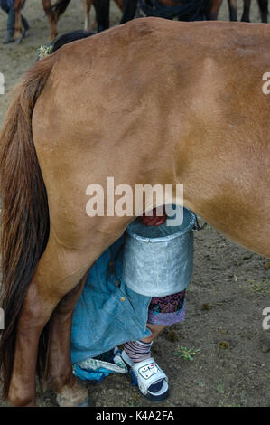 mare's milk mongolia, horse milk Stock Photo - Alamy