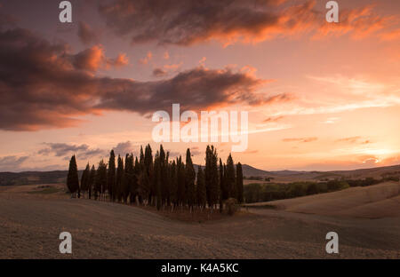 Sunset over a group of cypress trees and yellow flowers near Torrenieri ...