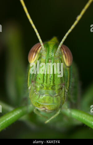 Jungle Grasshopper, Orthoptera sp, Thailand, Close up of face showing ...