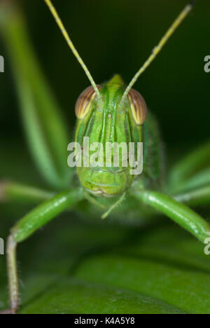 Jungle Grasshopper Orthoptera sp Thailand brown with dark Stock Photo ...
